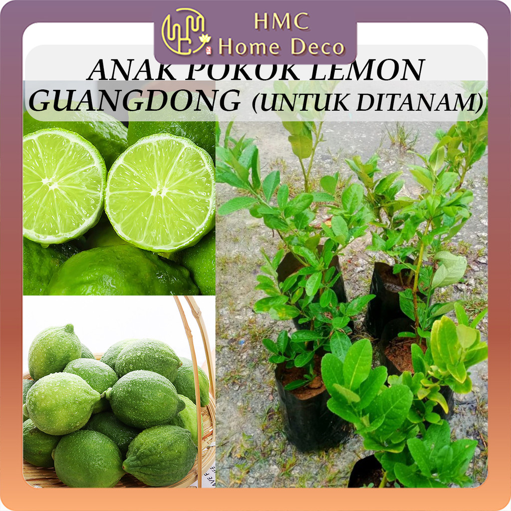 Anak Pokok Lemon GuangDong Untuk Ditanam Pokok Hidup Real Live Plant ...