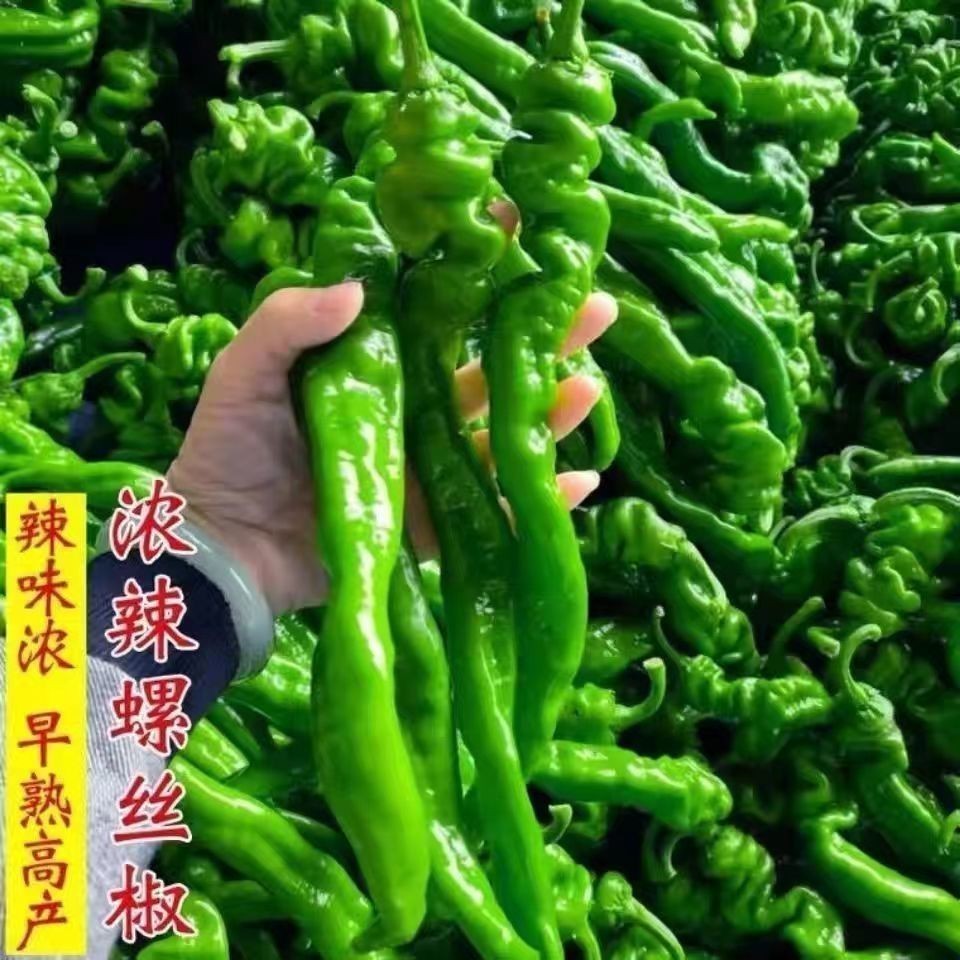 Biji lada empat musim, biji lada yang disemai musim bunga, sayur ...