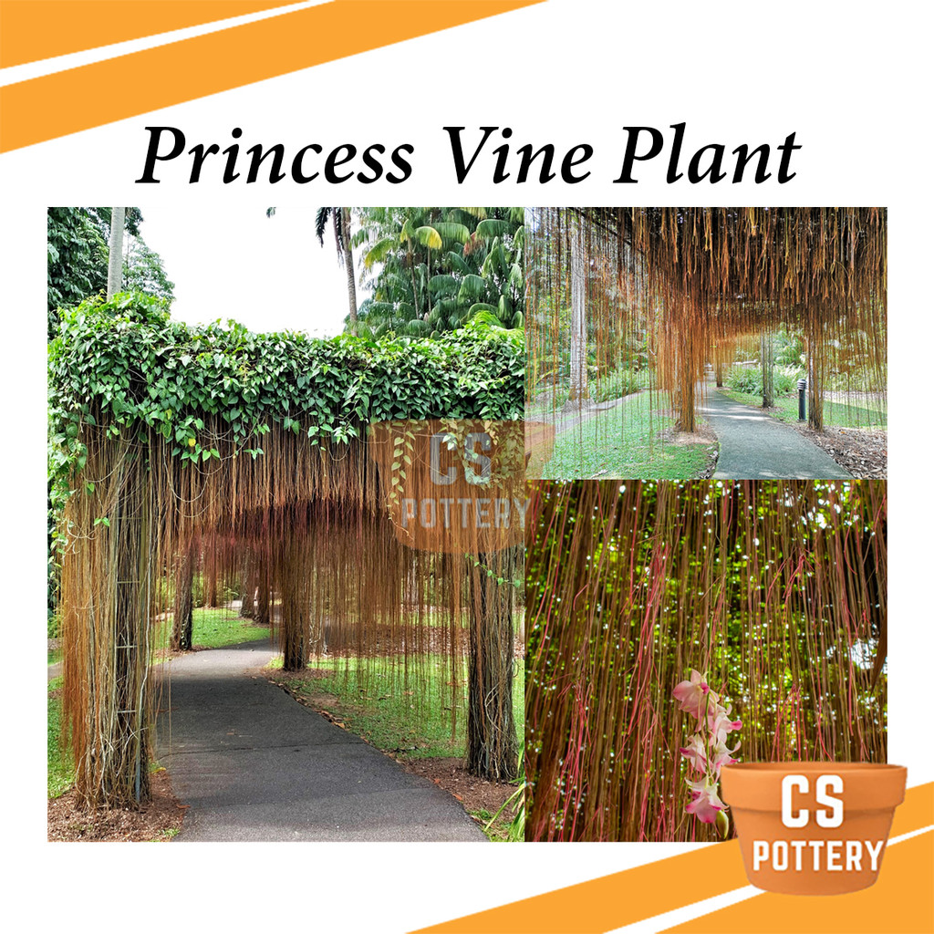 Real Live Plant Princess Vine Outdoor Plants Curtain Cissus Nodosa ...