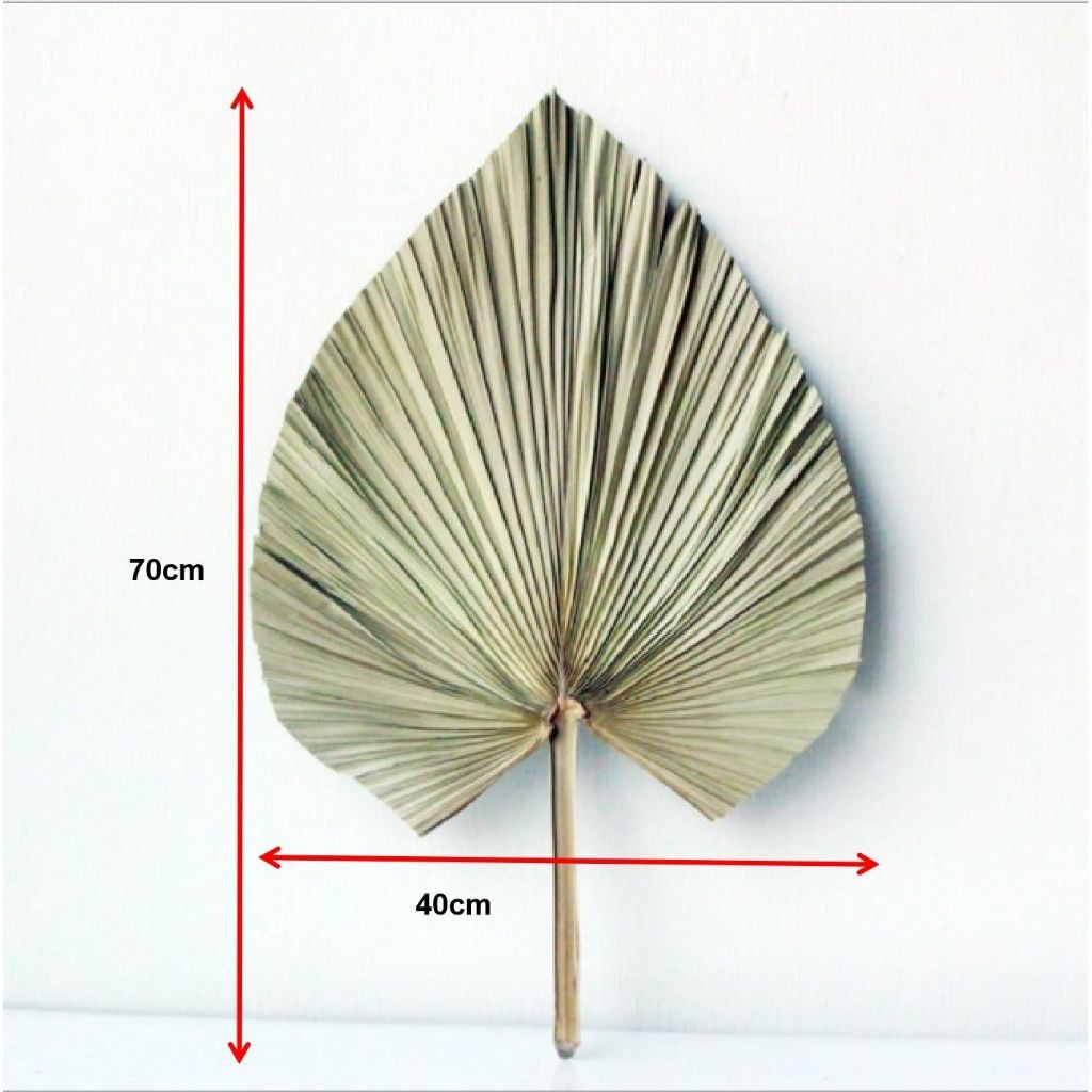 Daun Kipas Palma Kering Bunga Kering Hiasan Pelamin | Dry Leaves Pampas ...