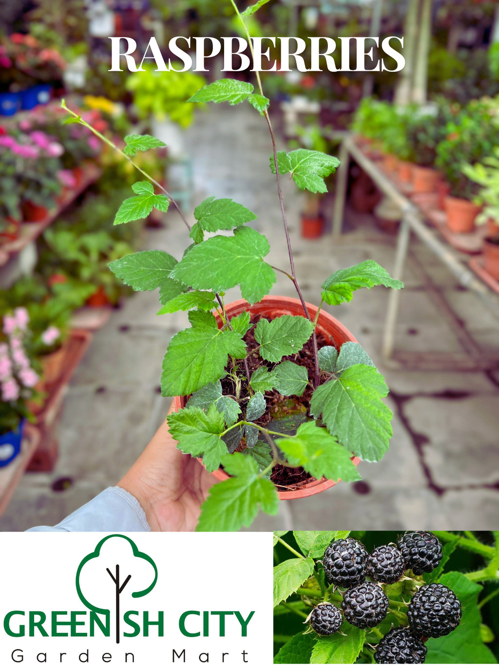 GNC-BLACK RASPBERRY RASPBERI HITAM ANAK POKOK BUAH BERI 覆盆子 | Shopee ...