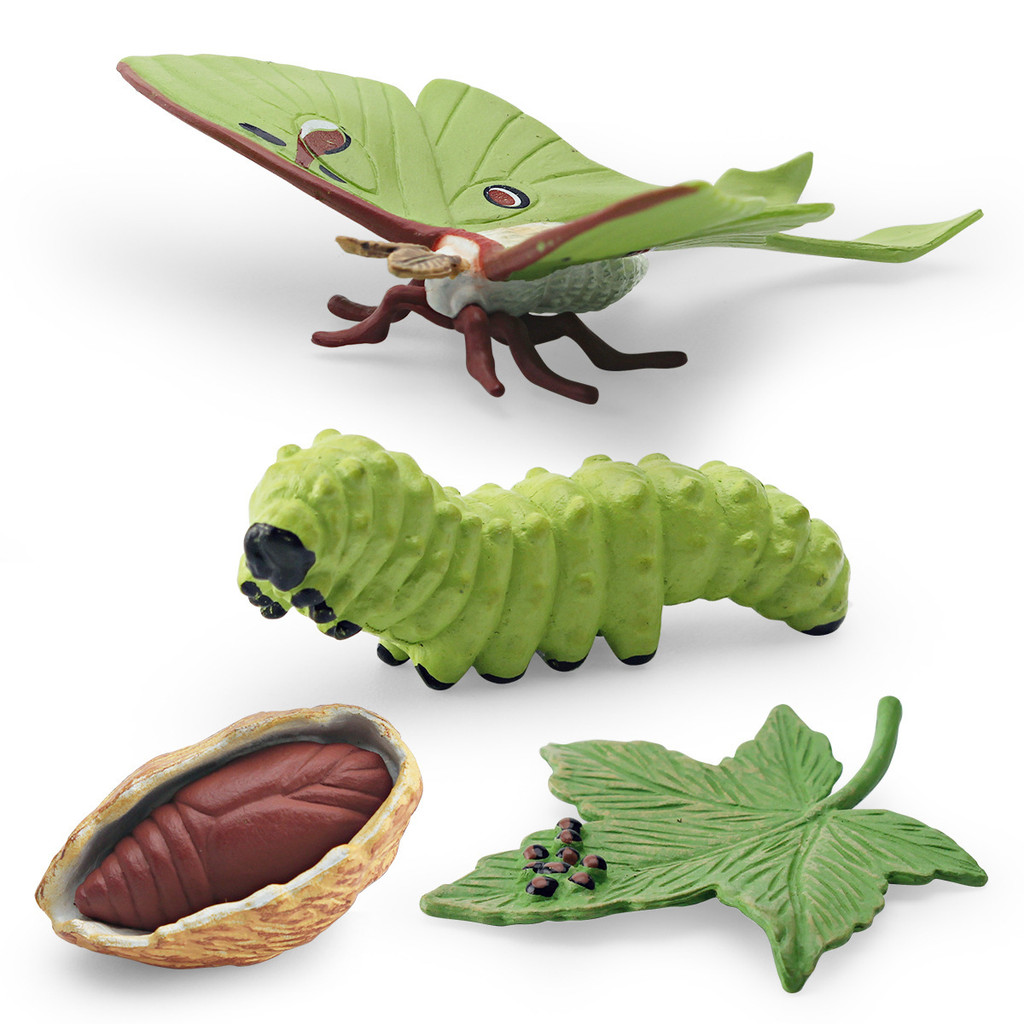 Pvc 4 Captivating Piece Luna Moth Life Cycle Model Set Educational For ...
