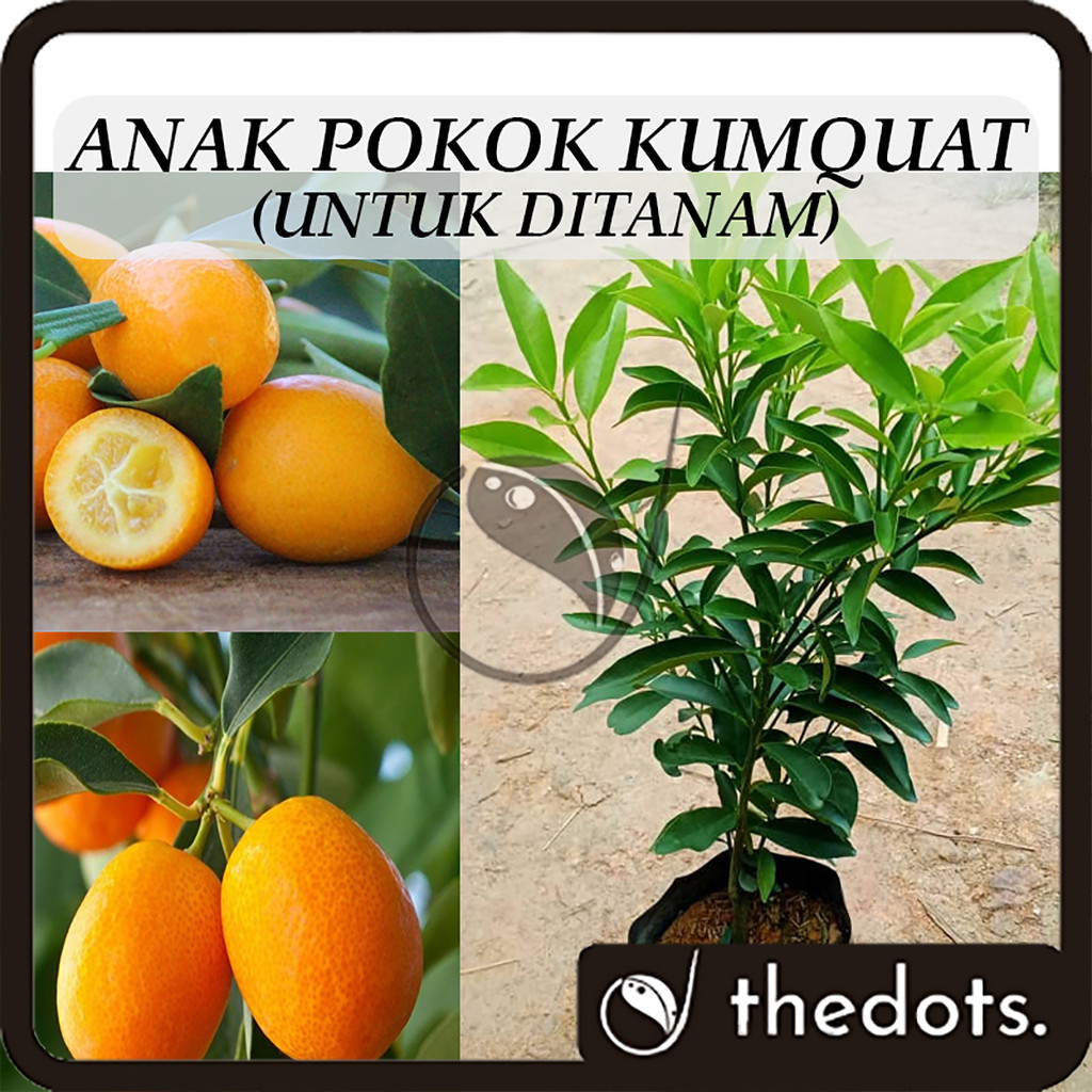 Anak Pokok Limau Kumquat Untuk Ditanam Pokok Hidup Real Live Plant Lime ...