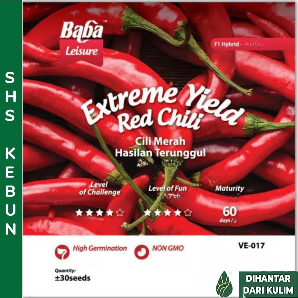 Benih Cili Solok Baba Chili Seed 辣椒种子 Benih Lada Putih SHS Kebun ...