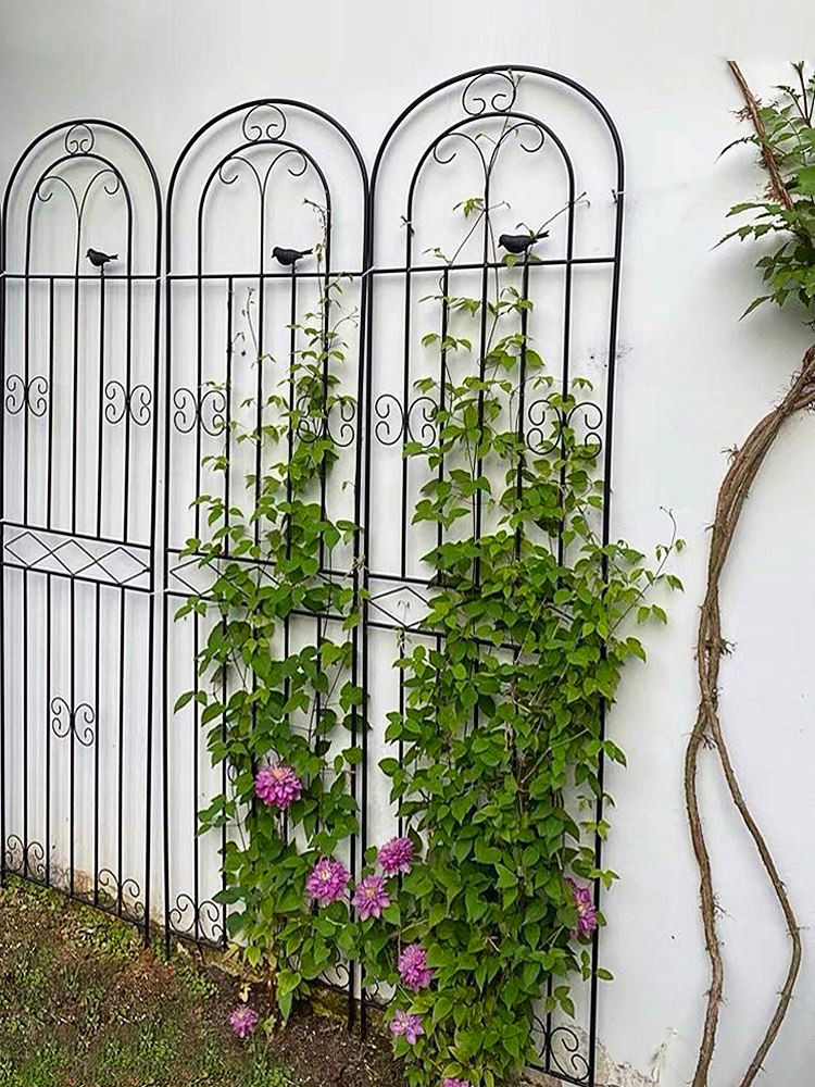 Clematis Climbing Pergola Rose Rose Planting Garden Fence Outdoor ...