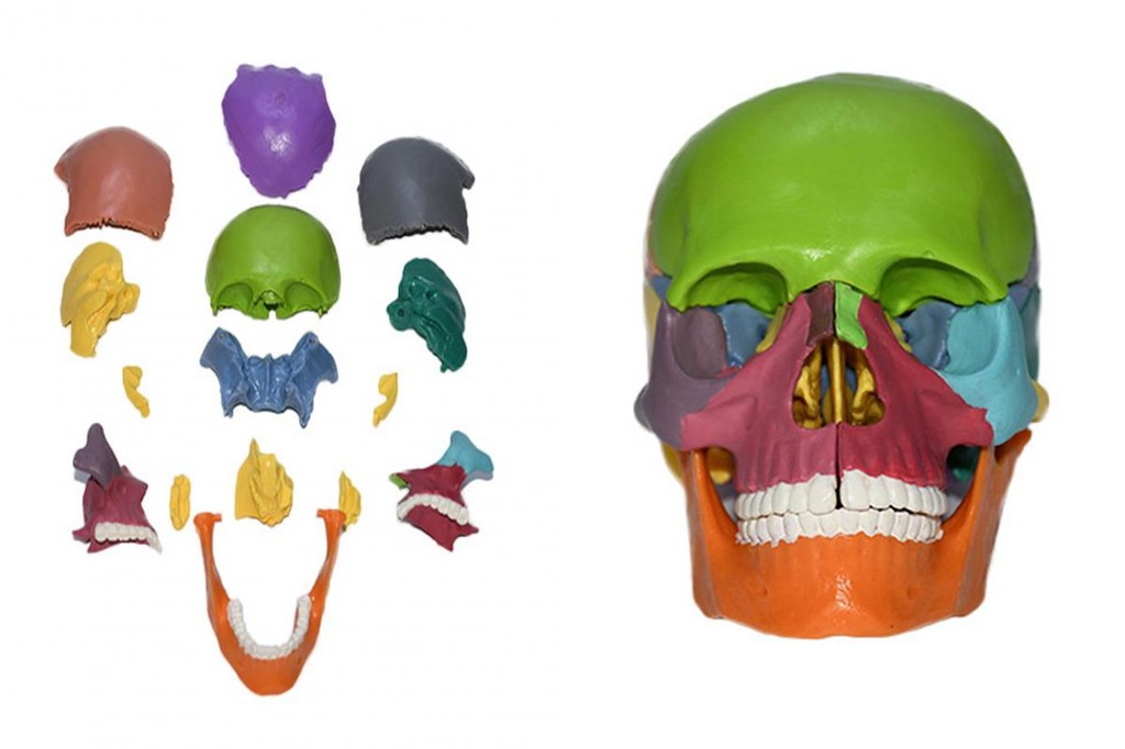 GH| Brain Structure Learning Kit Brain Anatomy Model Kids Brain Model ...