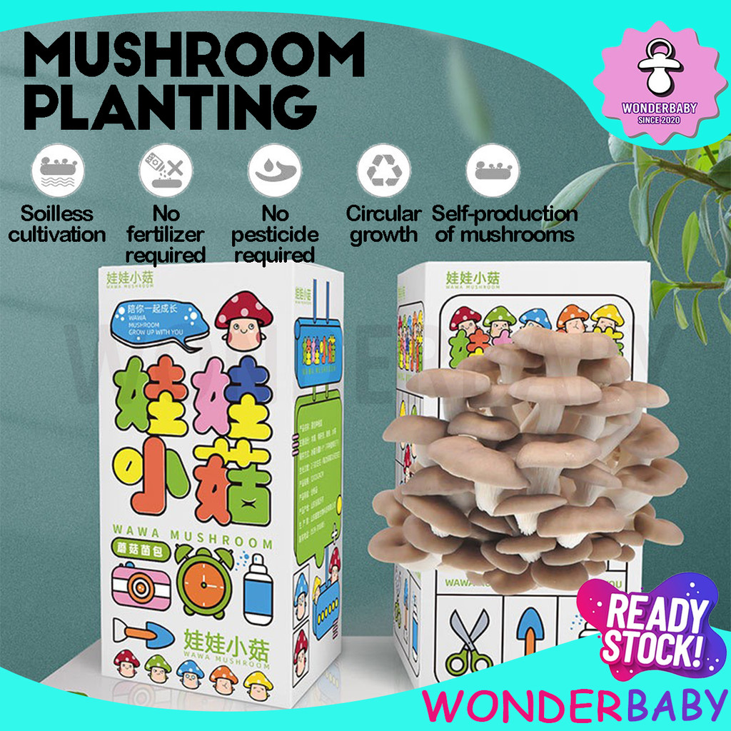 DIY Mushroom Growing Kit/mushroom box/ Bongkah Cendawan Tiram/Organic ...