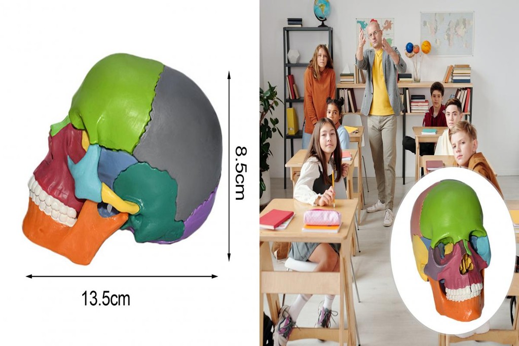 {pattaya} Educational Brain Model Neuroscience Learning Aid Kids Brain ...