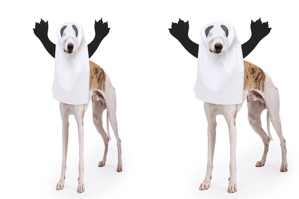 GOF Pet Halloween Costumes Fun Pet Dress-up Options Spooky Halloween ...