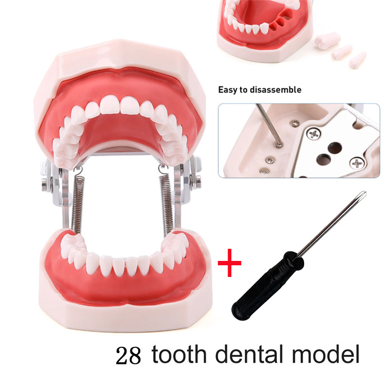 28pcs Teeth Dental Model Standard Teeth Model Dentist Teaching Model ...