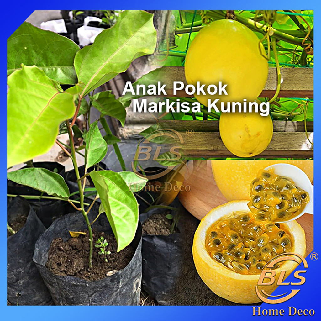 Anak Pokok Markisa Kuning Pokok Buah Hidup Golden Yellow Passion Fruit ...