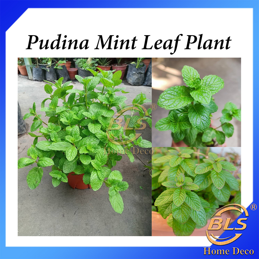 Real Live Plant Pudina Mint Herb Plant Edible Mint Leaf Plants Pokok ...