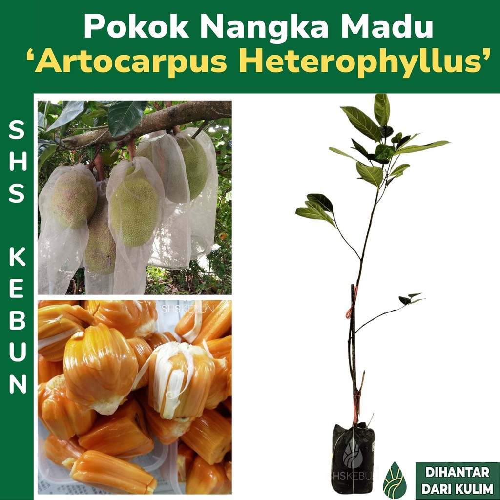 Anak Pokok Nangka Madu Pokok Buah-Buahan Outdoor 蜜糖菠萝蜜树苗 JackFruit ...