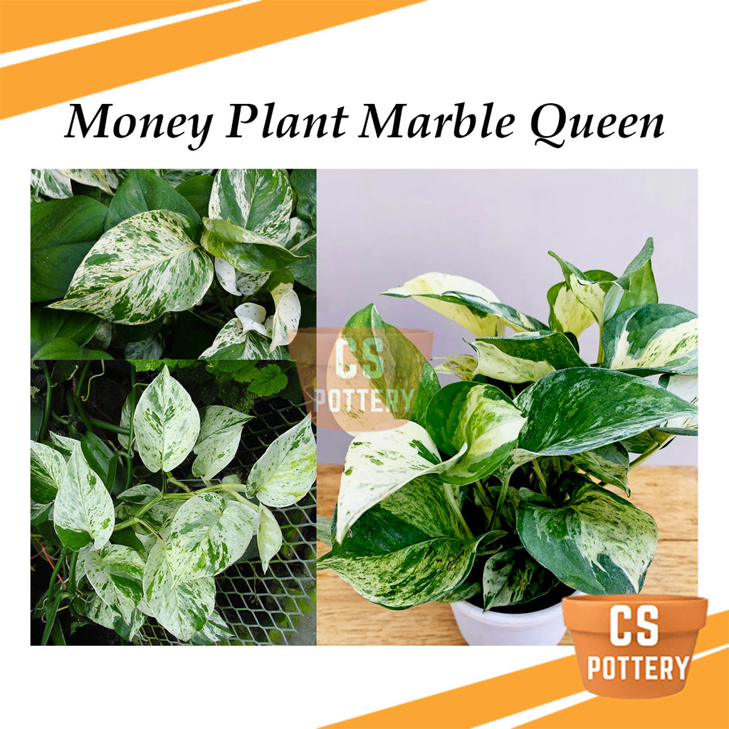 Real Live Plant Indoor Money Plant Marble Queen Epipremnum Aureum Pokok ...