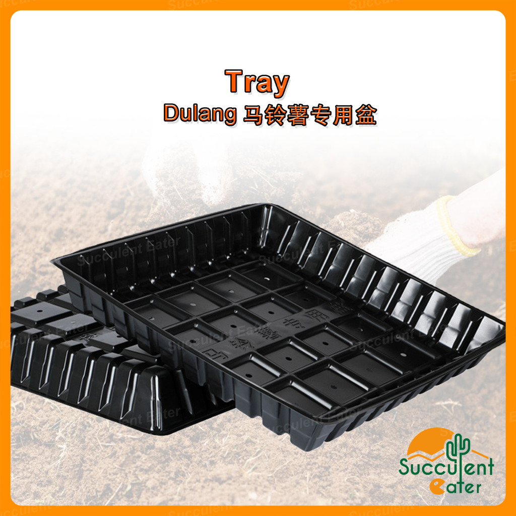 Seedling tray Dulang Bekas Semaian 育苗盘 | Shopee Malaysia