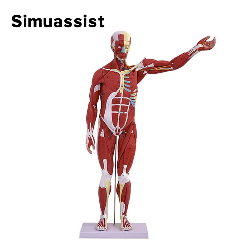 80CM Human Muscle and Organ Model, 27-Part 1/2 Life Size Human Muscular ...