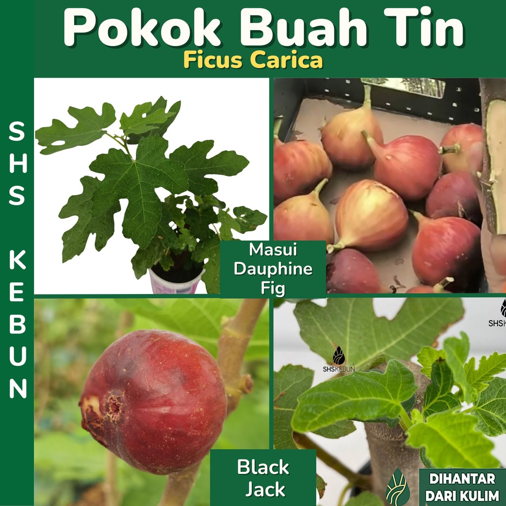 Fig Plant Anak Pokok Tin Black Jack Live Plant Ficus Carica Buah TIn ...