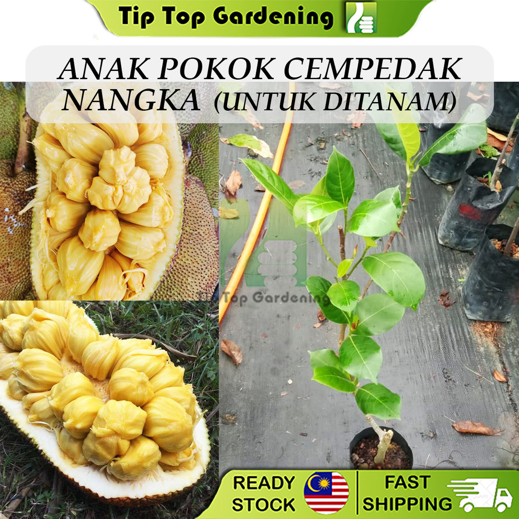 Anak Pokok Cempedak Nangka Untuk Ditanam Pokok Hidup Real Live Plant ...