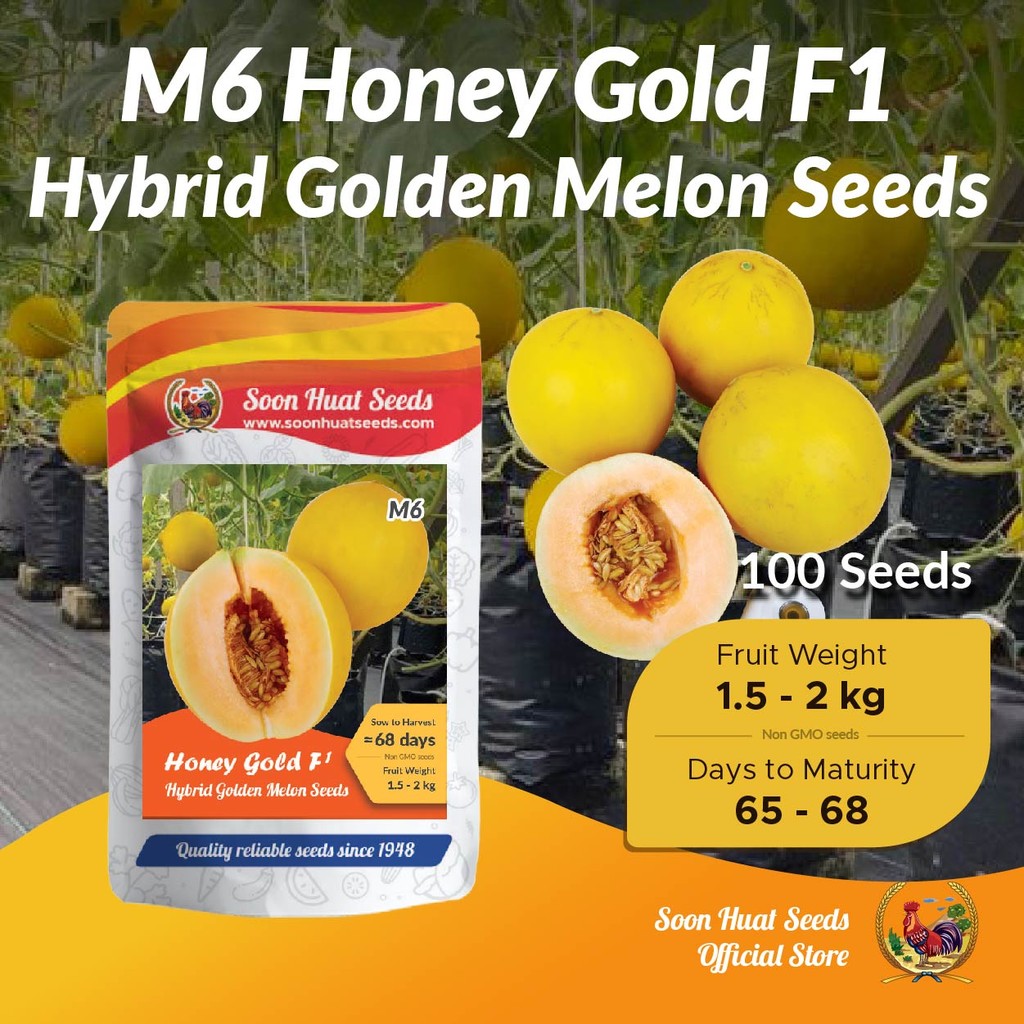 [100 Seeds/500 Seeds] M6 Benih Melon Honey Gold Soon Huat Seeds ...