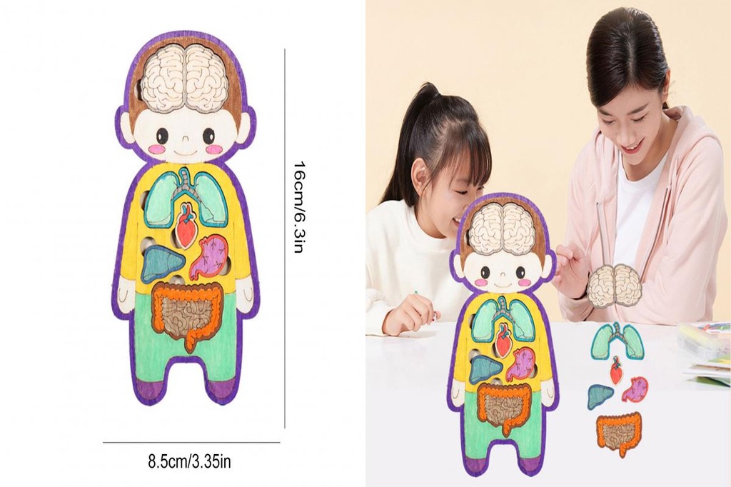 CAE| Educational Anatomy Puzzle Hands-on Anatomy Puzzle Body Puzzle ...