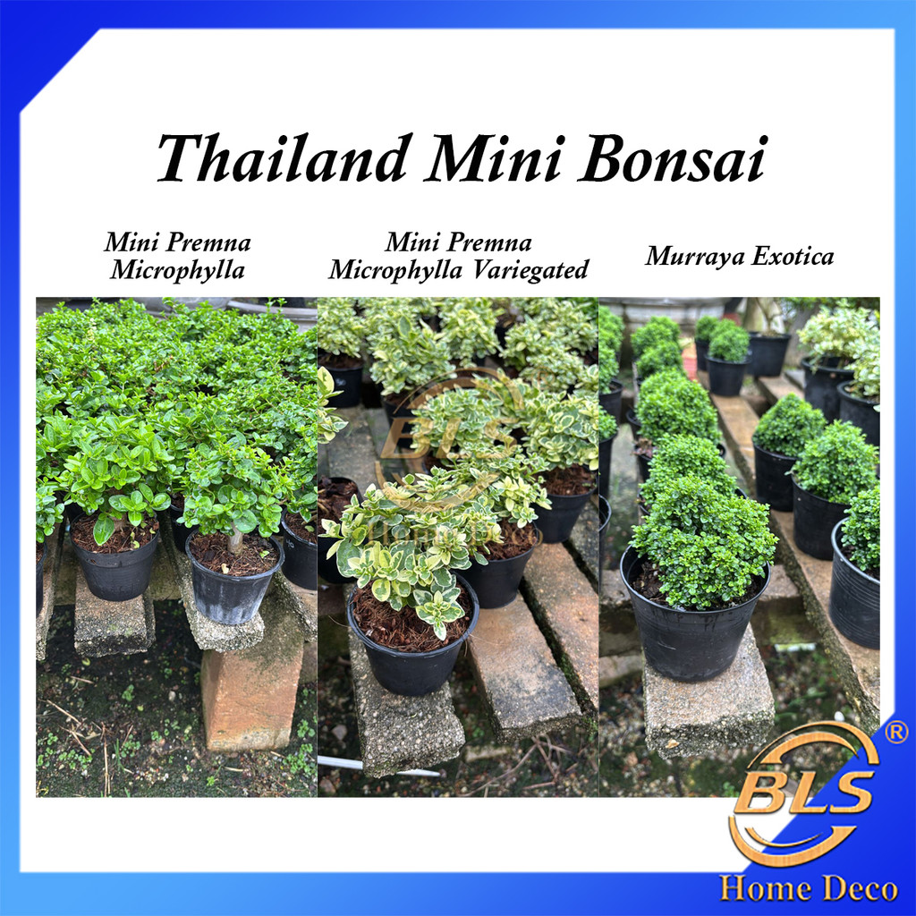 Thailand Mini Bonsai Potted Plant Real Live Plant Murraya Exotica ...