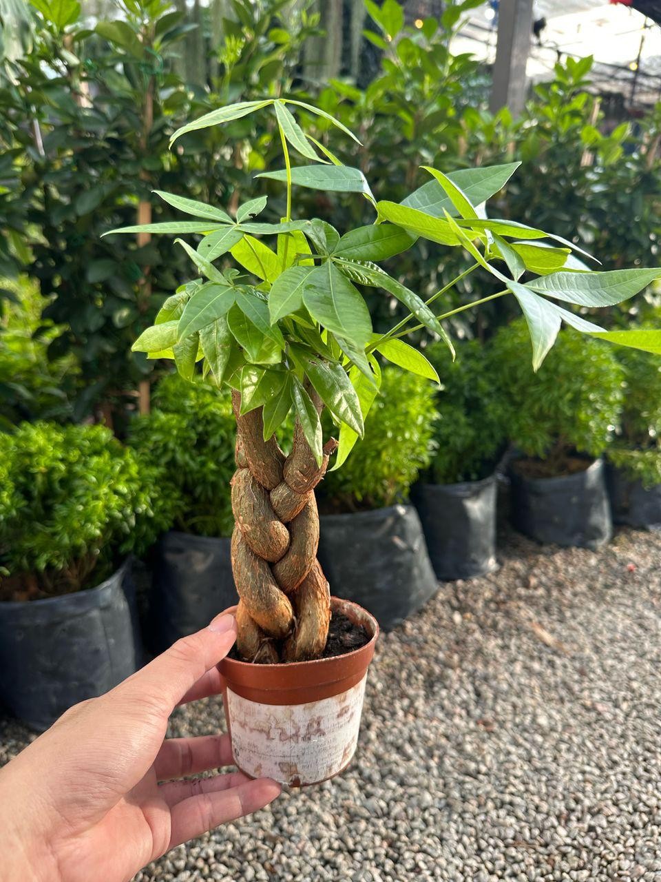 GPS Green Plant Society live plant Pachira Prosperity Tree with Big ...