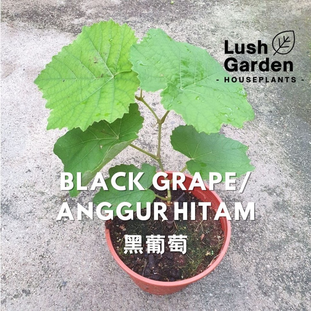 in stock Black Grape Vine Tree/ Pokok Anggur Hitam 黑葡萄树 150mm Pot Fruit ...