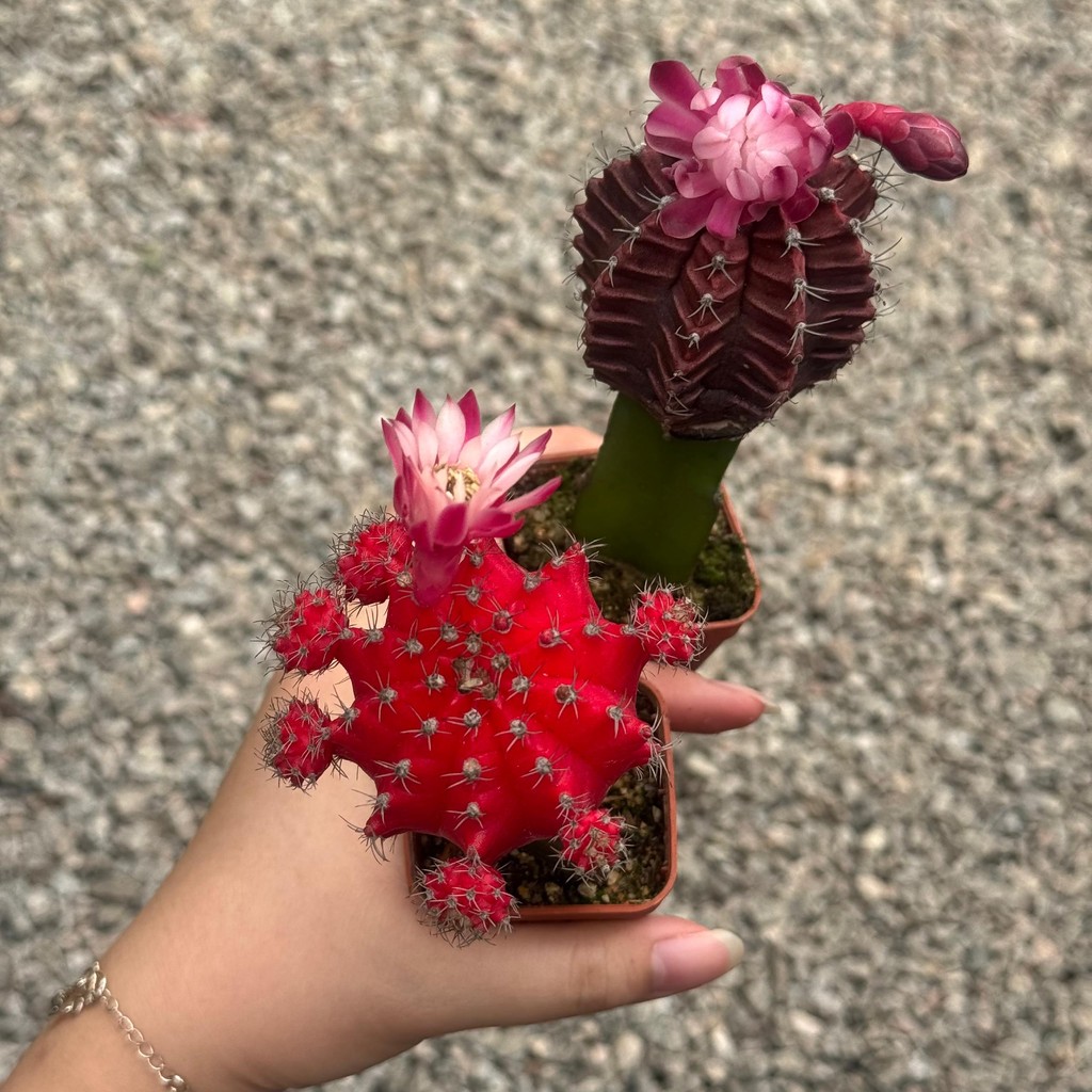 GPS Green Plant Society Live Cactus Gymnocalycium Mihanovichii Moon ...