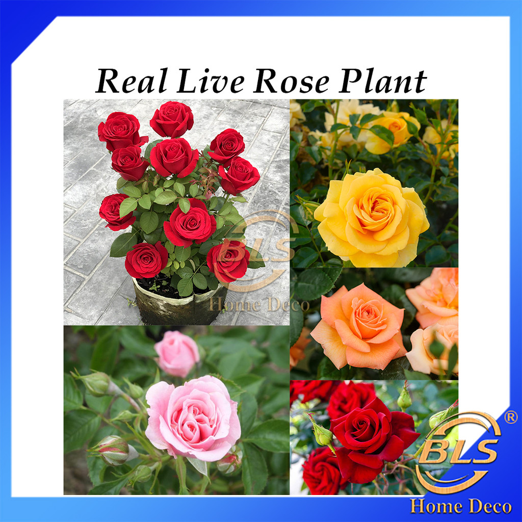 Real Live Plant Rose Plant Houseplant Flower Plants Pokok Ros Hidup 玫瑰花 ...