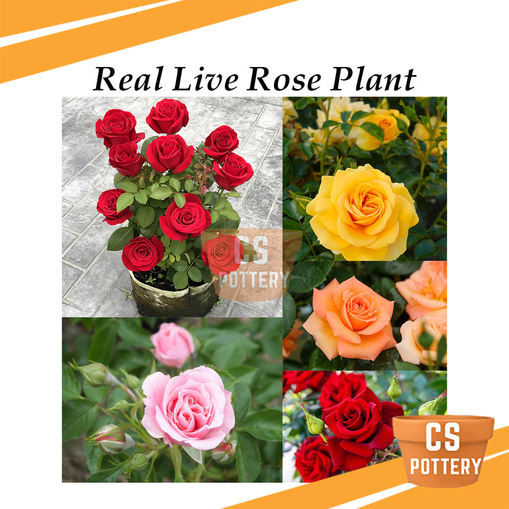 Real Live Plant Rose Plant Houseplant Flower Plants Pokok Ros Hidup 玫瑰花 ...