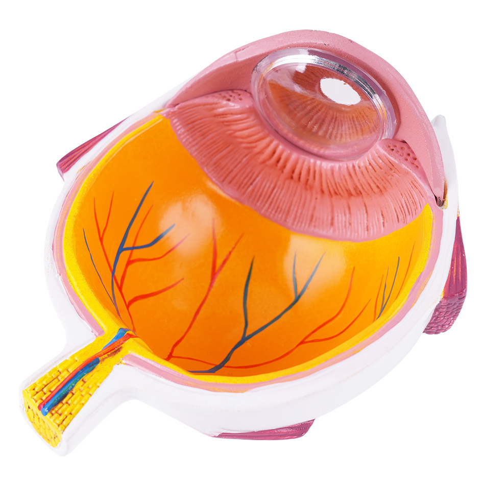 Corneal Eyeball Lesion Anatomical Model Ophthalmology Clinic Display ...