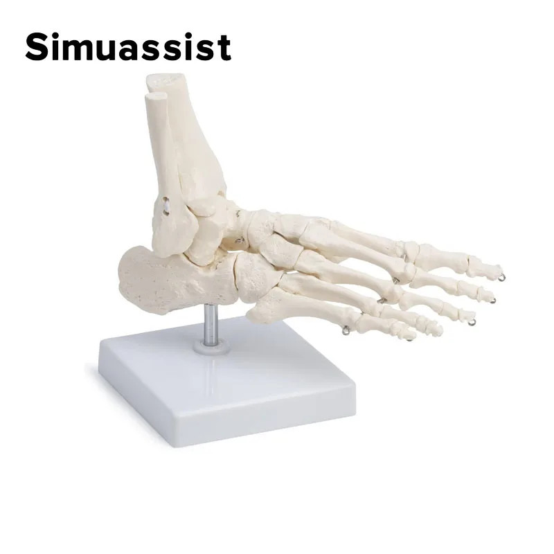 Life Size Foot Joints and bones Foot Anatomy Skeleton Human Foot and ...