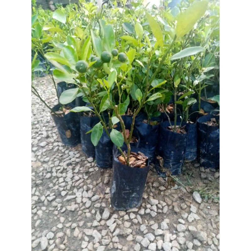 in stock KASTURI LIME TREE CHILDREN / TUT TREE SAMBAL QUICK FRUIT TREE ...