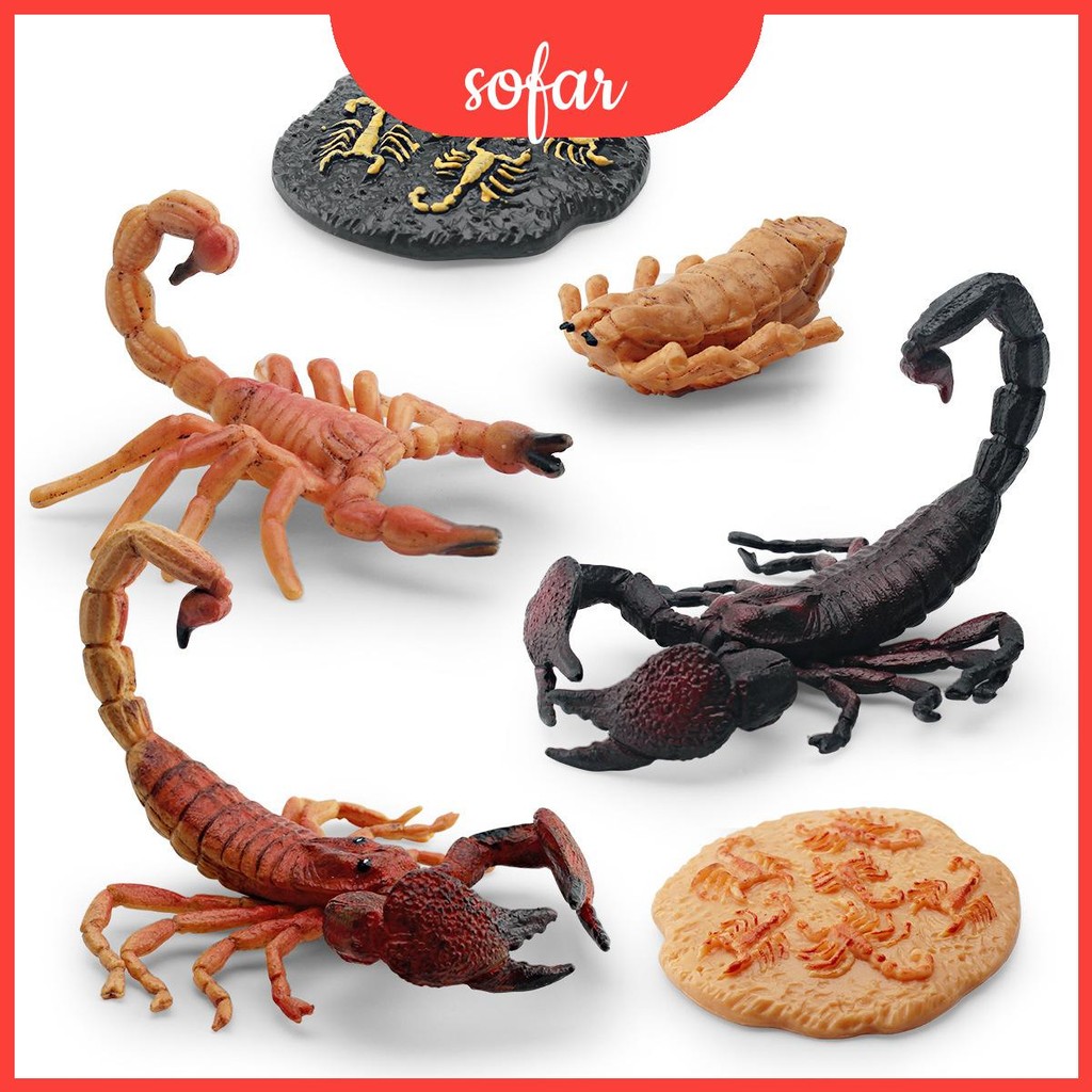 Scorpion Captivating Life Cycle Model Four Piece Static Set Purposes ...
