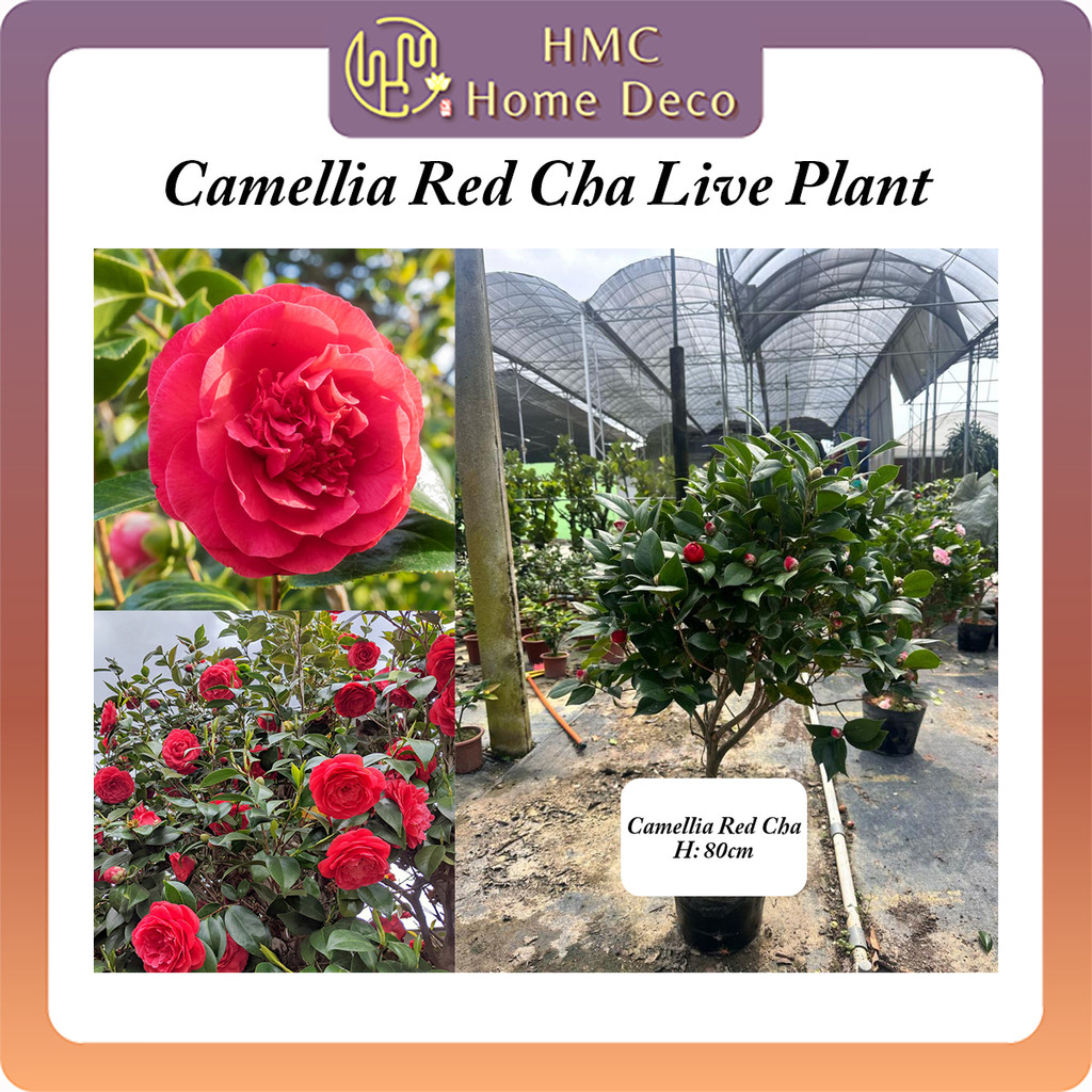 Real Live Plant Camellia Red Cha 80cm Pokok Hidup Bunga Camellia 山茶花 ...