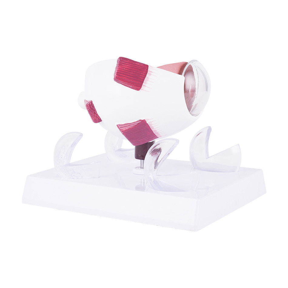 Corneal Eyeball Lesion Anatomical Model Ophthalmology Clinic Display ...