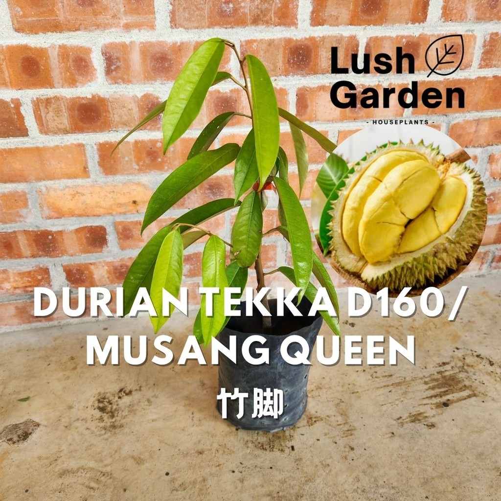 Anak Pokok Durian Tekka / Musang Queen D160 竹脚 Fruit Tree Live Plant ...