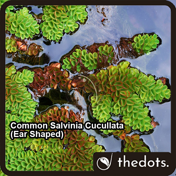 Real Live Plant Common Salvinia Cucullata (Ear Shaped) / Pokok Kiambang ...
