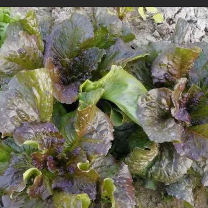 Biji gandum berdaun bulat merah di seluruh tanah, sayur-sayuran ...
