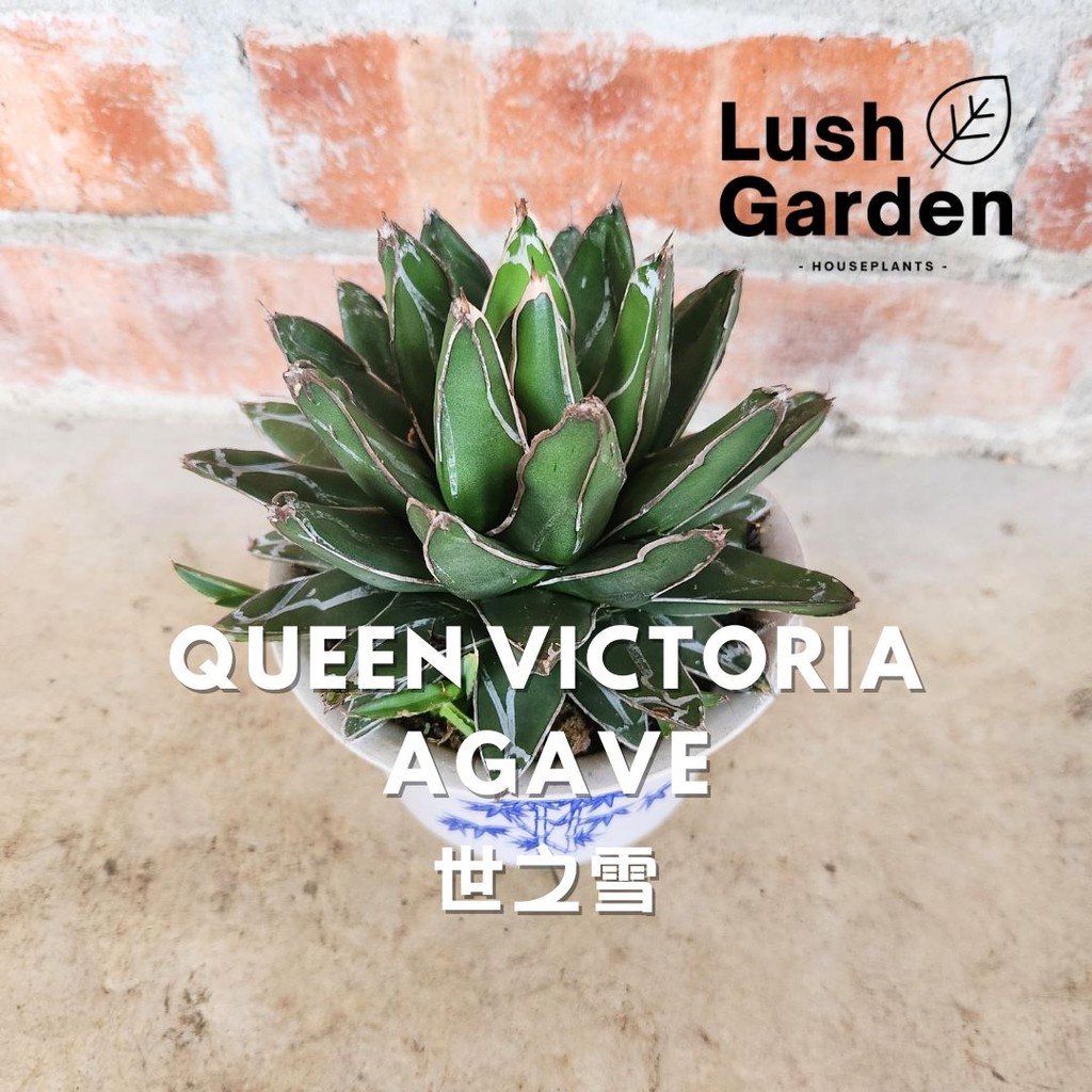 Queen Victoria Agave / Agave Victoriae 世之雪 120mm Pot Rare Succulent ...