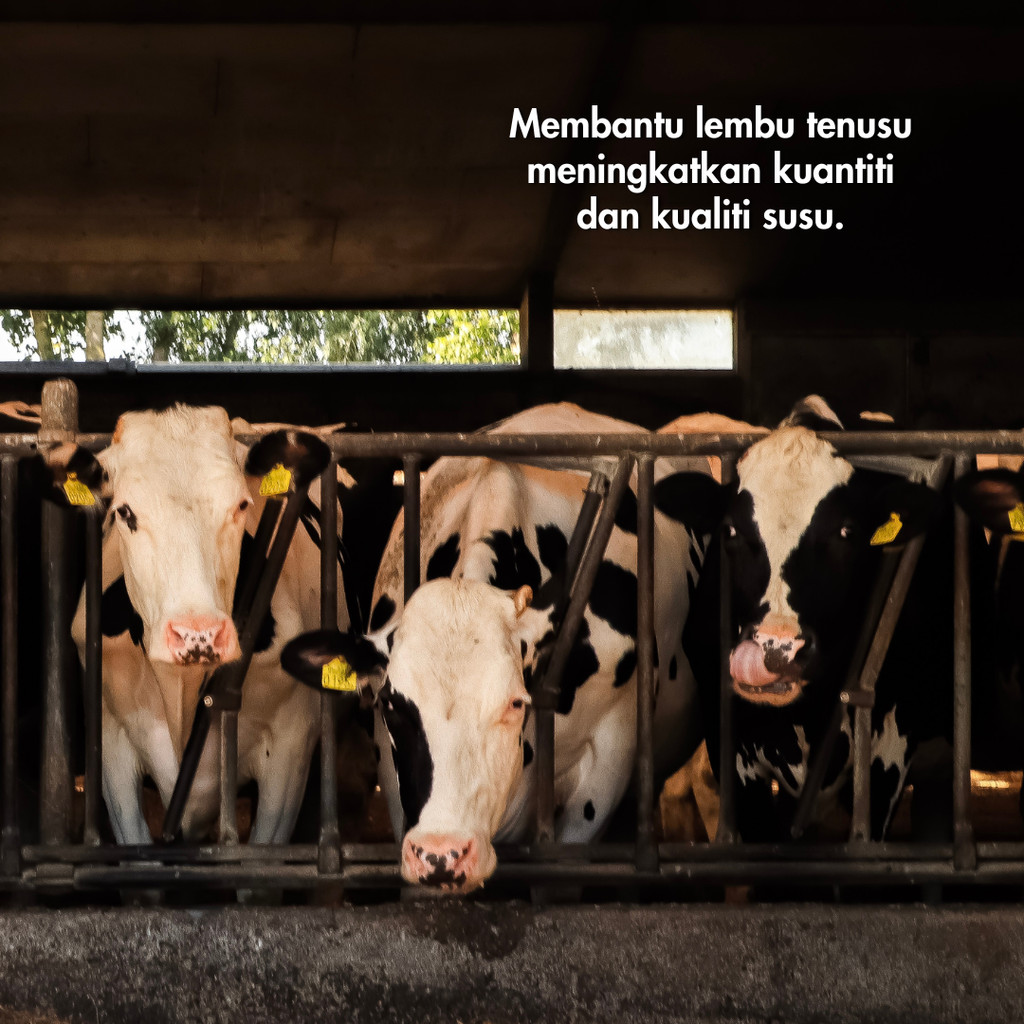 [1KG] [REPACK] PKP JOHOR | MAKANAN RUMINAN | DEDAK LEMBU | SIWA ...