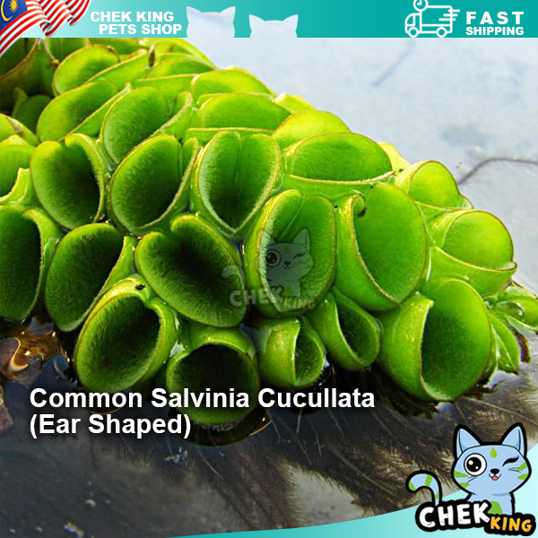 Real Live Plant Common Salvinia Cucullata (Ear Shaped) / Pokok Kiambang ...