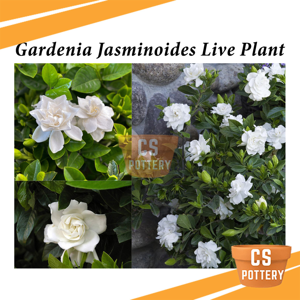 Real Live Plant Gardenia Jasminoides Cape Jasmine Anak Pokok Jasmine ...
