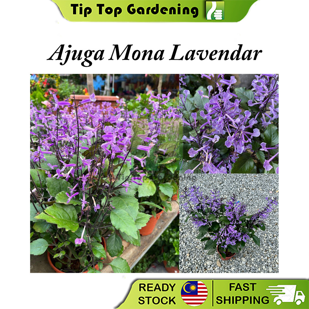 Real Live Plant Ajuga Mona Lavender Pokok Hidup Bunga Lavender Ajuga ...