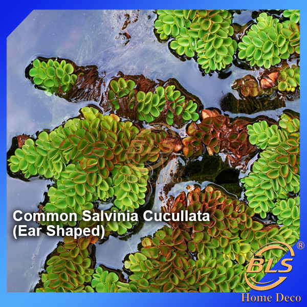 Real Live Plant Common Salvinia Cucullata (Ear Shaped) / Pokok Kiambang ...