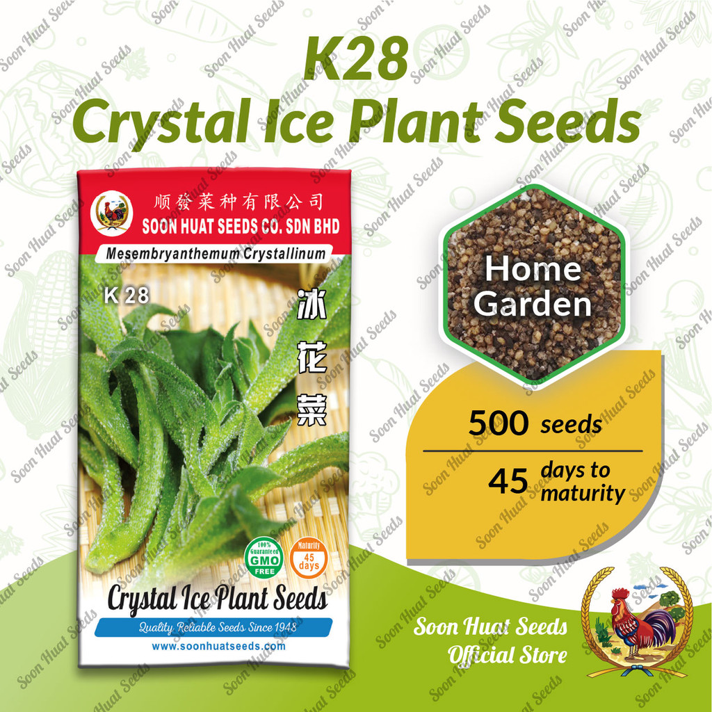 [Small Pack] K28 Benih Crystal Ice Plant Seeds Soon Huat Seeds | Shopee ...