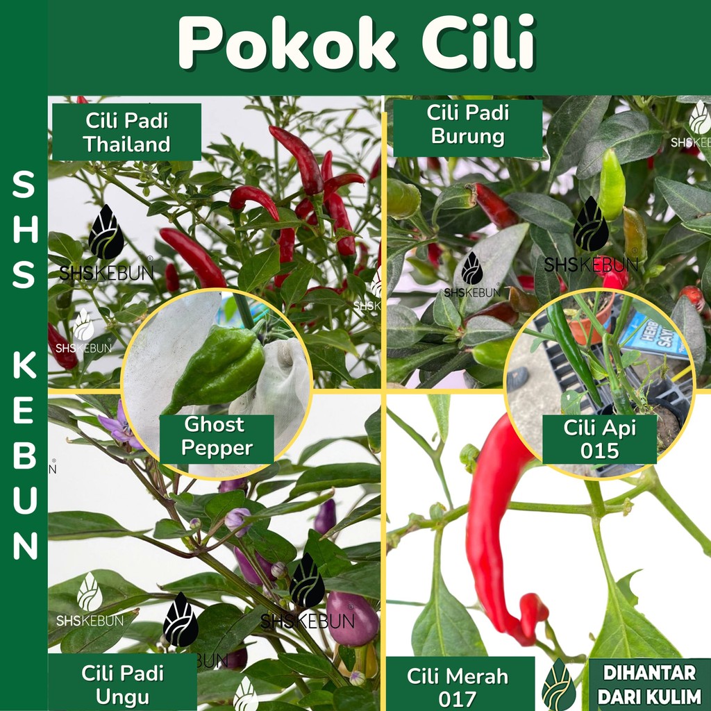 Pokok Cili Padi Ghost Pepper Cili Api Cabai Burung Cili Merah Cili ...