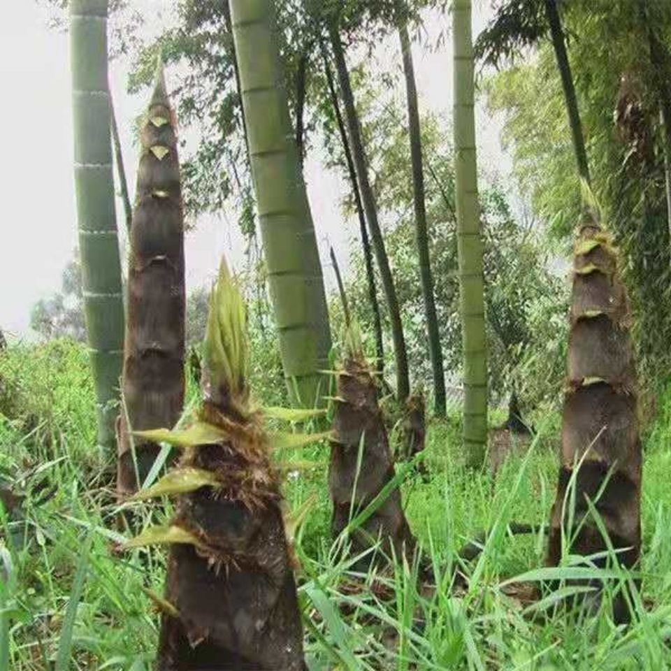 Rebung besar, rebung boleh dimakan, anak pokok buluh, anak pokok buluh ...