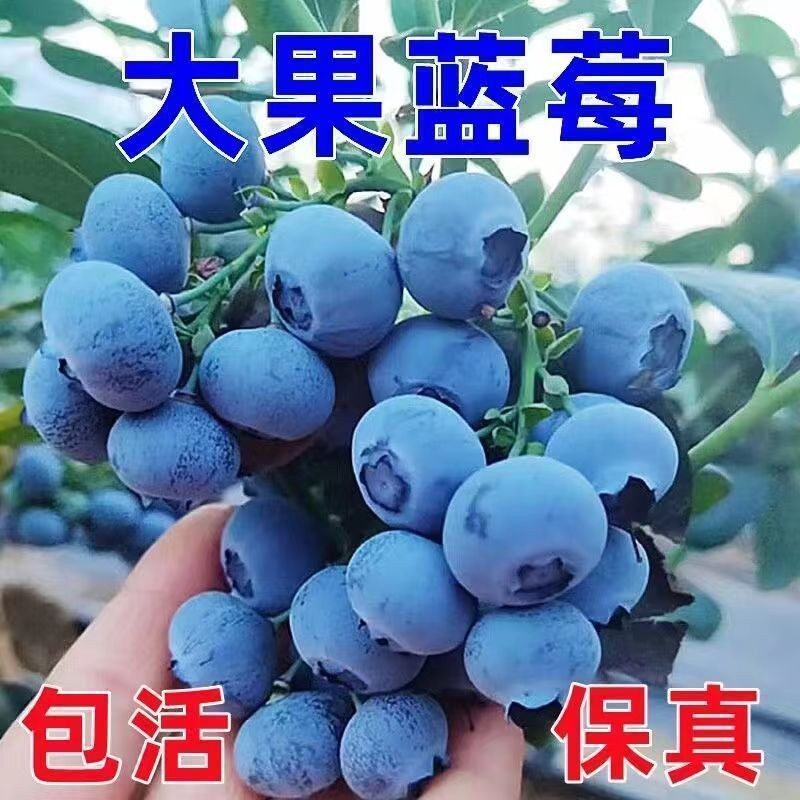 Anak pokok blueberry dengan buah super besar, tanaman berpasu balkoni ...
