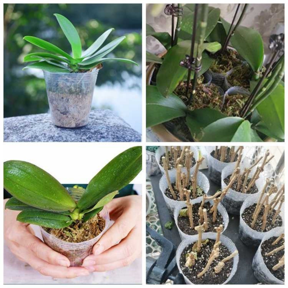 Transparent Clear Plastic Seedling Containers - Innovative Seed ...